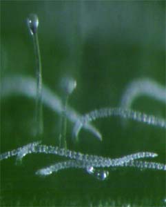Floating Tea Particles – Trichome Meaning